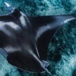 Kaimana Ocean Safari - The Itinerary: What Youll Actually Do and See
