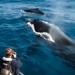 Kalaoa: Big Island & Kona Midday Whale Watching Tour - Who Will Love This Tour?