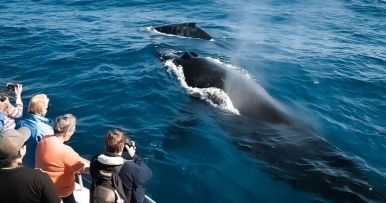Kalaoa: Big Island & Kona Midday Whale Watching Tour - Who Will Love This Tour?
