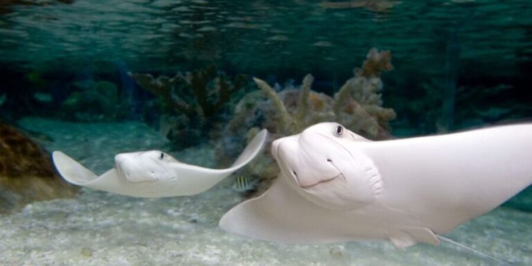 Kansas City: SEA LIFE Kansas City Aquarium General Admission - Practical Details & Tips
