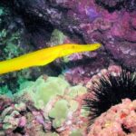 Kauai's Ultimate South Shore 2 Tank Dive (Certified Divers Only) - The Sum Up
