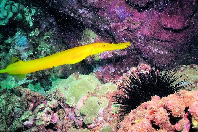 Kauai's Ultimate South Shore 2 Tank Dive (Certified Divers Only) - The Sum Up