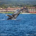 Kauai's Ultimate South Side Whale & Dolphin Zodiac Boat Adventure - Authentic Experiences: What Travelers Say