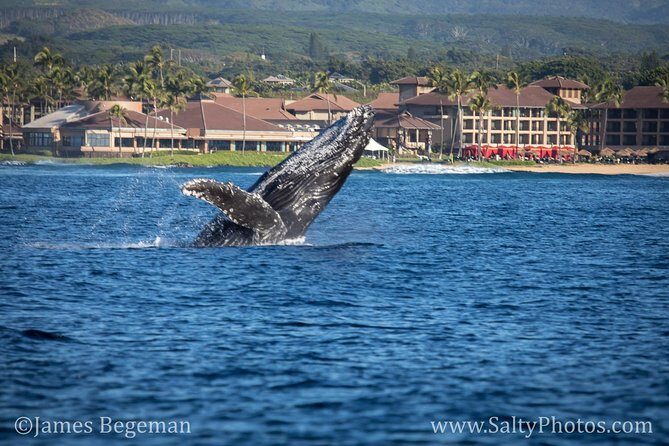 Kauai's Ultimate South Side Whale & Dolphin Zodiac Boat Adventure - Authentic Experiences: What Travelers Say