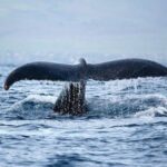 Kawaihae Luxury Snorkel Cruise & Wildlife Watch with Lunch - An In-Depth Look at the Kawaihae Snorkel & Wildlife Tour