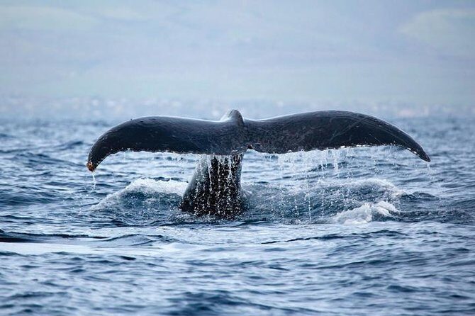 Kawaihae Luxury Snorkel Cruise & Wildlife Watch with Lunch - An In-Depth Look at the Kawaihae Snorkel & Wildlife Tour