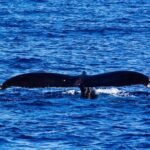 Kawaihae Whale Watch - Price and Value