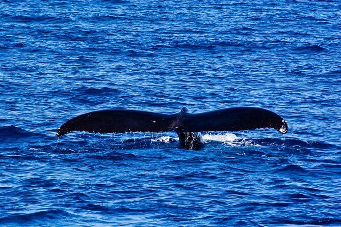 Kawaihae Whale Watch - Price and Value
