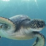 Kayak and Snorkel: Maui West Shore - Key Points