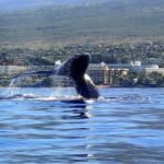 Kayak and Whale Watching Tour - FAQs