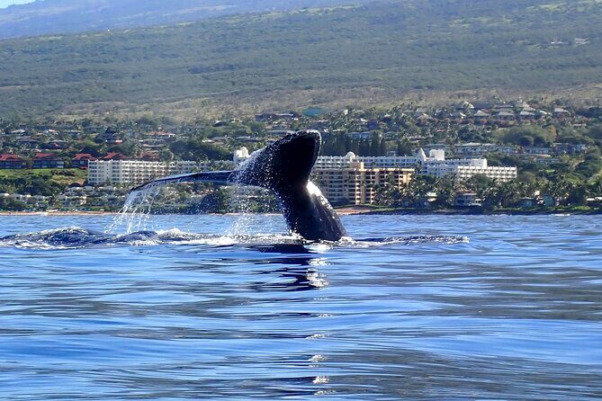 Kayak and Whale Watching Tour - FAQs