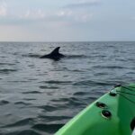 Kayak Dolphin Experience in Virginia Beach Must know how to swim - The value of the experience
