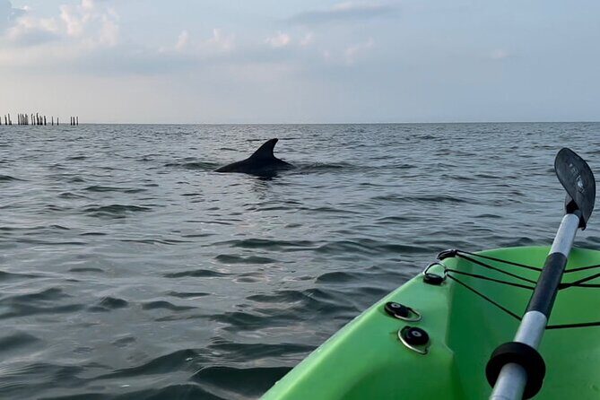 Kayak Dolphin Experience in Virginia Beach Must know how to swim - The value of the experience
