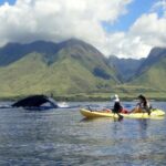 Kayak, Whale Watch and Snorkel - Why This Tour Offers Real Value