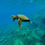 Kayak, Whale Watch And Snorkel At Turtle Town - Who Will Love This Tour?