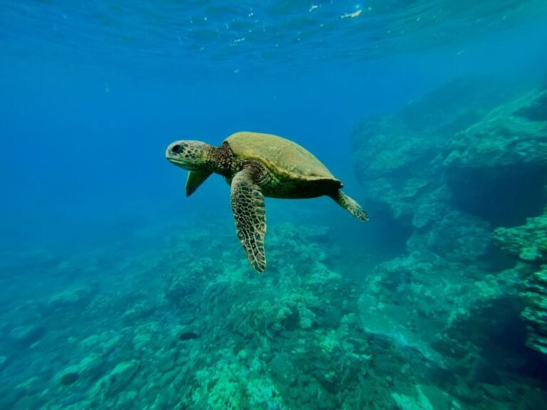 Kayak, Whale Watch And Snorkel At Turtle Town - Who Will Love This Tour?