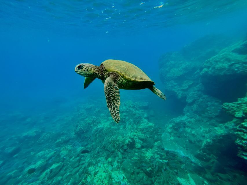 Kayak, Whale Watch And Snorkel At Turtle Town - Who Will Love This Tour?