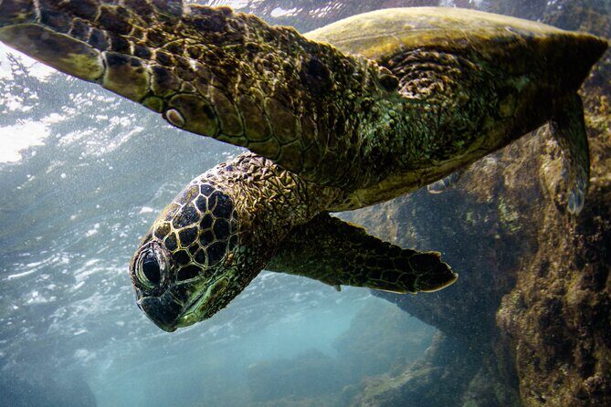 Kealakekua Bay Captain Cook Snorkeling - The Itinerary in Detail: What to Expect
