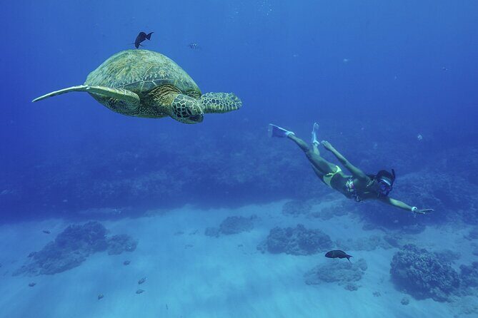 Kealakekua Bay Snorkel & Dolphin Watch In Kona - Navigating the Itinerary