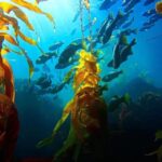 Kelp Forest Spearfishing Adventure - Exploring the Newport Beach Kelp Forest by Sea