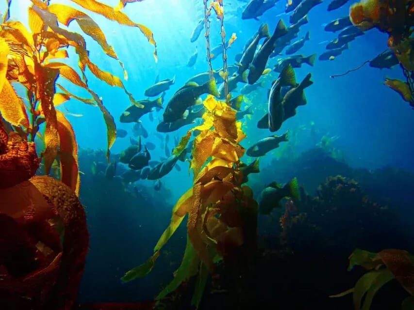 Kelp Forest Spearfishing Adventure - Exploring the Newport Beach Kelp Forest by Sea