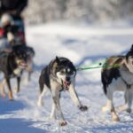 Kemi-Tornio: Husky Sled Ride with Hot Drink - The Experience Itself: What to Expect