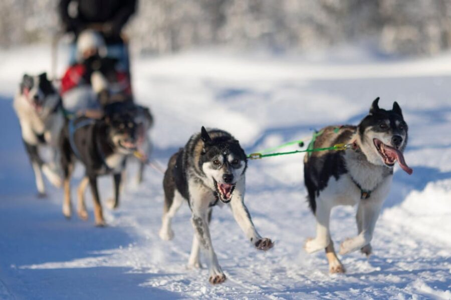 Kemi-Tornio: Husky Sled Ride with Hot Drink - The Experience Itself: What to Expect
