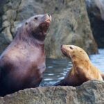Kenai Fjords National Park Glacier & Wildlife Cruise - The Itinerary in Detail