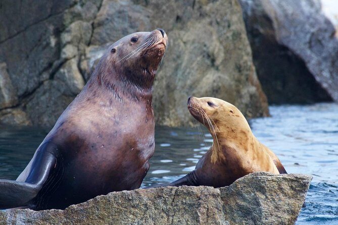 Kenai Fjords National Park Glacier & Wildlife Cruise - The Itinerary in Detail