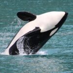 Kenai Fjords Orca Quest Cruise - The Sum Up