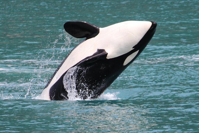Kenai Fjords Orca Quest Cruise - The Sum Up