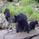 Ketchikan: Alaska Native Cultural and Scenic Shore Excursion - What Makes This Tour Stand Out