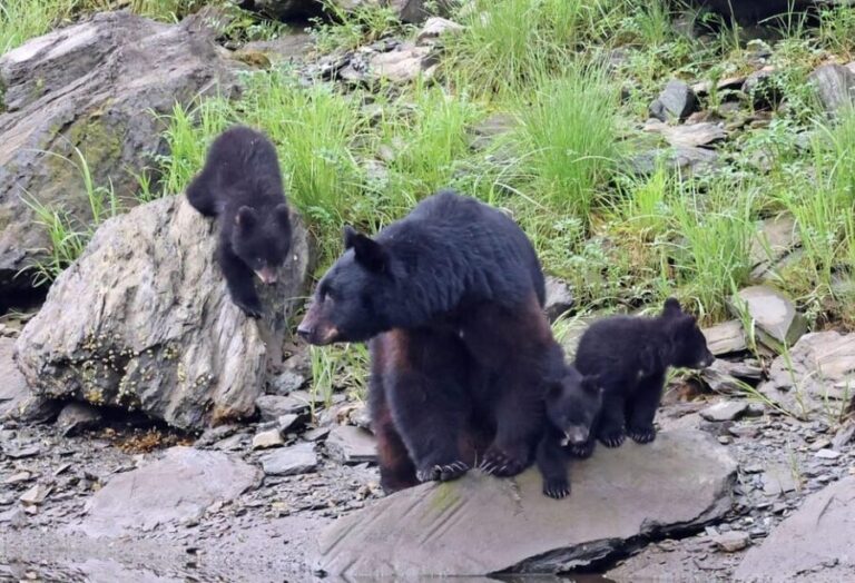 Ketchikan: Alaska Native Cultural and Scenic Shore Excursion - What Makes This Tour Stand Out