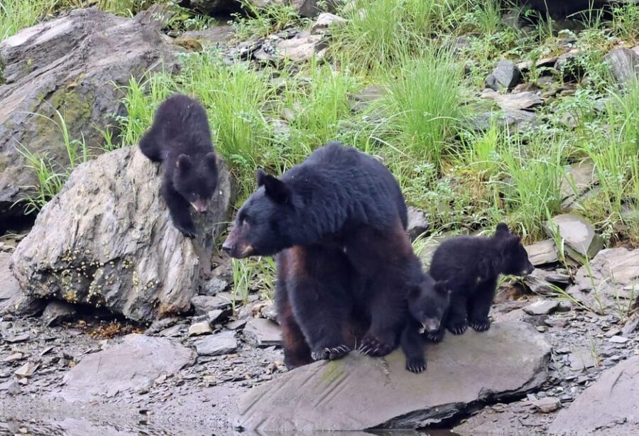 Ketchikan: Alaska Native Cultural and Scenic Shore Excursion - What Makes This Tour Stand Out