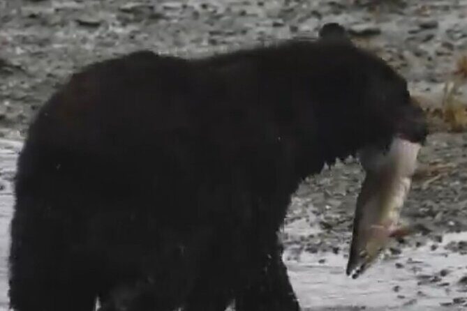 Ketchikan Alaska private tour - Transportation & Practicalities