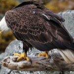 Ketchikan All In One - Exploring the Itinerary: What You Can Expect