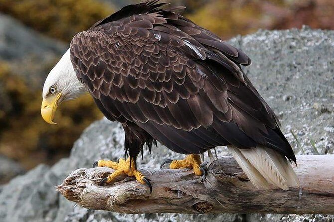 Ketchikan All In One - Exploring the Itinerary: What You Can Expect