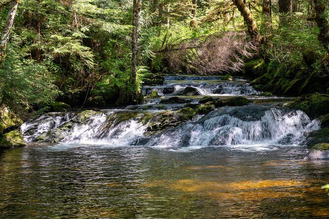 Ketchikan Magical Old-Growth Creek Trek Guided Tour - The Practical Side: Price, Duration, and Value