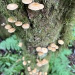 Ketchikan: Tongass Forest Alaska Bigfoot ATV Ride and Hike - The Itinerary in Detail