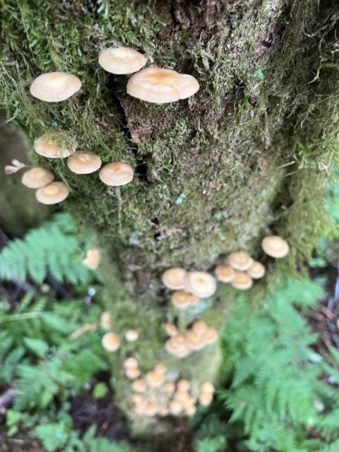 Ketchikan: Tongass Forest Alaska Bigfoot ATV Ride and Hike - The Itinerary in Detail