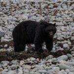 Ketchikan Whale Watching and Nature Tour - What Makes This Tour Special?