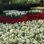 Keukenhof, Tulip Farm, Flower Fields & Windmills - The Logistics and Value