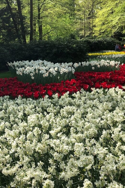 Keukenhof, Tulip Farm, Flower Fields & Windmills - The Logistics and Value