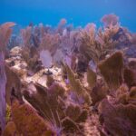 Key Largo 2 Tank Dive trip - The Guides and Crew: What Sets Them Apart