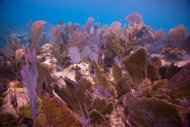 Key Largo 2 Tank Dive trip - The Guides and Crew: What Sets Them Apart