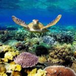 Key Largo Coral Reef Park and Sunset Celebration - Transport & Practical Details: What You Need to Know