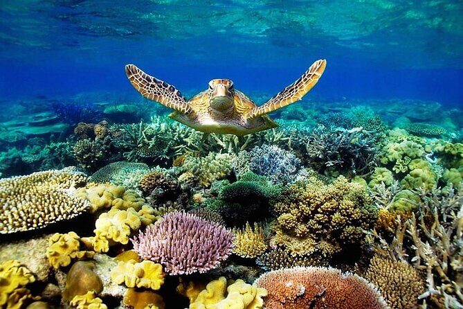Key Largo Coral Reef Park and Sunset Celebration - Transport & Practical Details: What You Need to Know