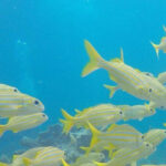 Key Largo: Molasses Reef Snorkeling Trip - The Reef Itself: What You Can Expect