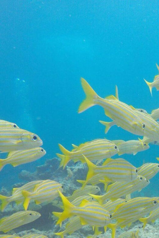 Key Largo: Molasses Reef Snorkeling Trip - The Reef Itself: What You Can Expect