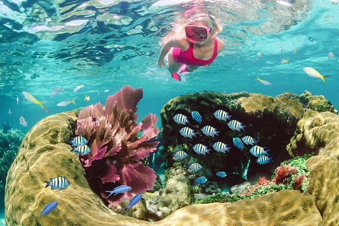 Key Largo Snorkeling Tour - rental mask, fins and vest INCLUDED - An In-Depth Look at the Snorkeling Adventure in Key Largo